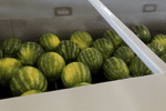 New 2018 Exeter Watermelon 35 Ton | CA Global Partners